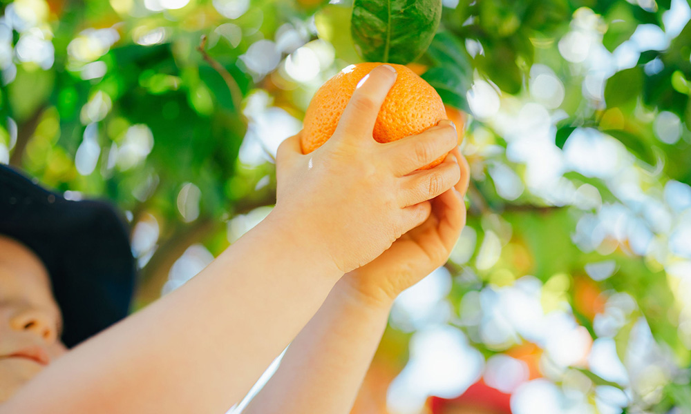 Where To Go Fruit Picking Around Perth | RAC WA