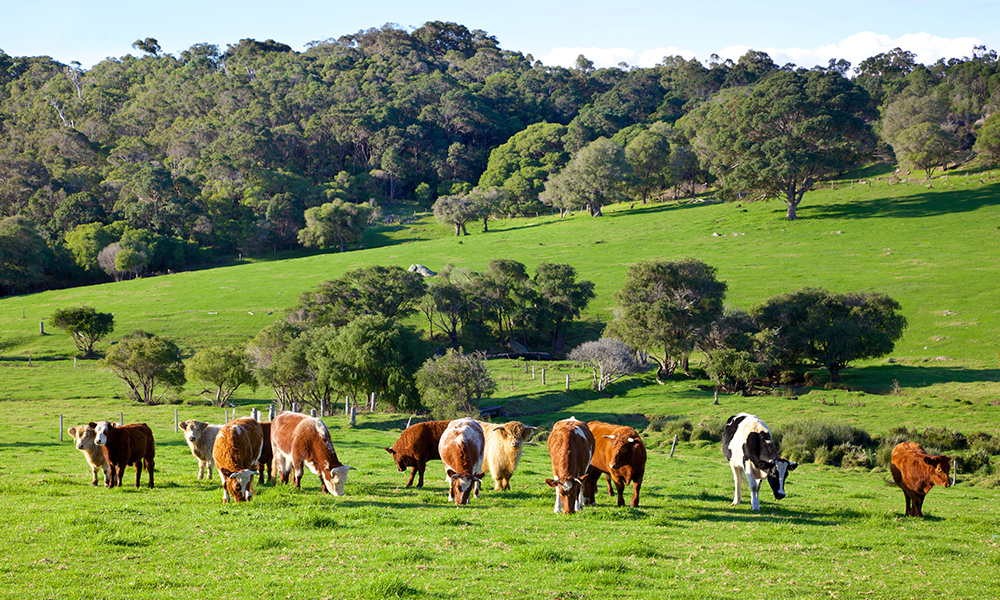 10 of the best family-friendly farm stays in WA | RAC WA