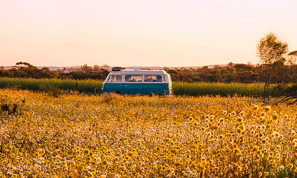 Two Self-drive Wildflower Trips North of Perth| RAC WA