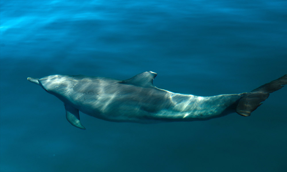 Why Monkey Mia's dolphins are so special | RAC WA