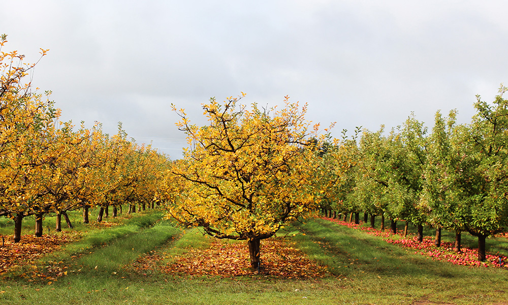Ultimate guide to Donnybrook | RAC WA