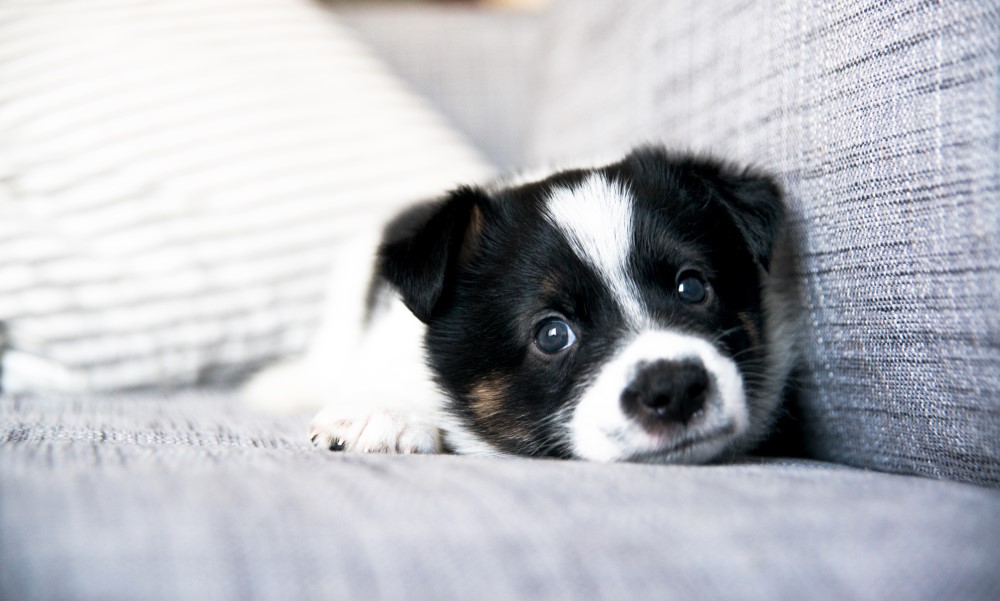 Essential Guide for Bringing a New Puppy Home | RAC WA