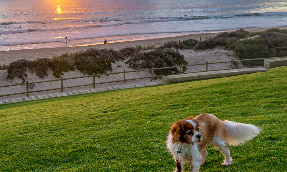 Your guide to a dog-friendly holiday in WA | RAC WA