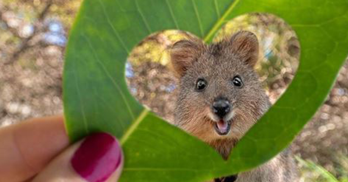 5 things you may not know about quokkas | RAC WA