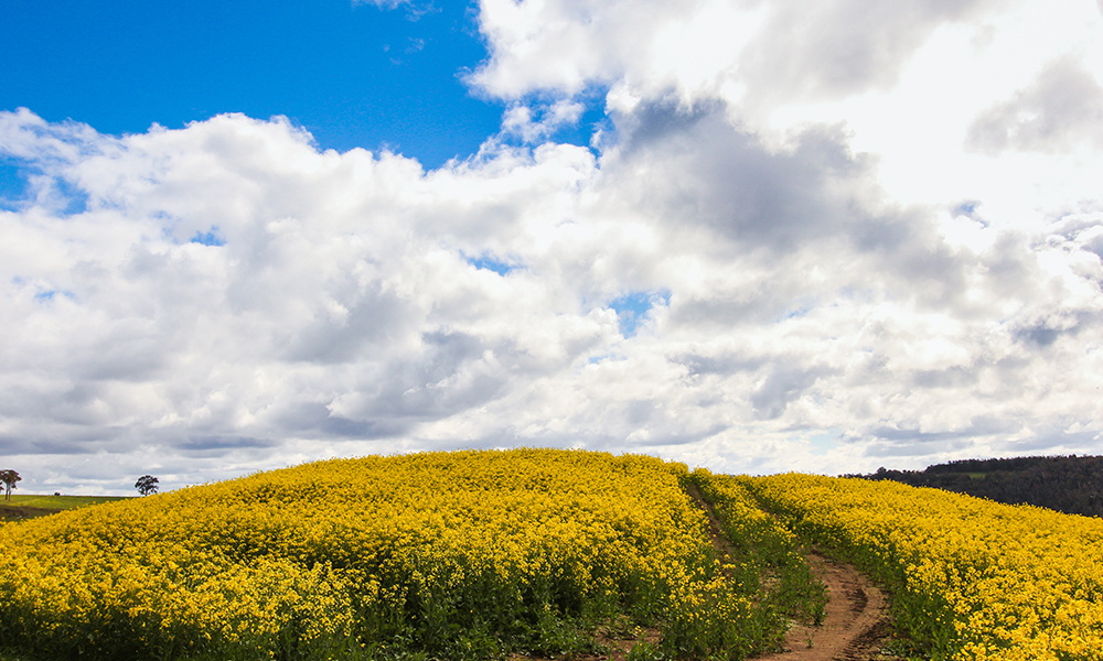 Ultimate guide to Nannup | RAC WA