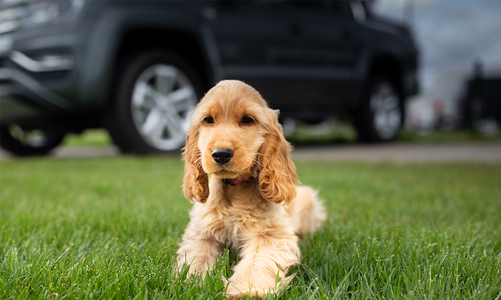 How to road trip with your dog | RAC WA