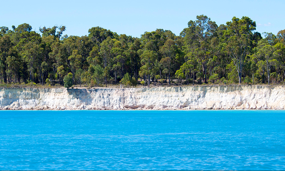 Ultimate guide to Collie | RAC WA