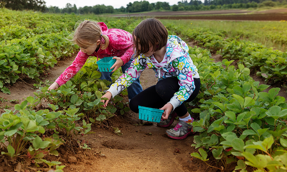 Strawberry Picking Farms Around Perth| RAC WA