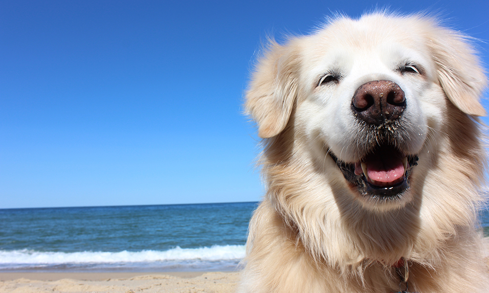 10 of Perth's best dog beaches | RAC WA